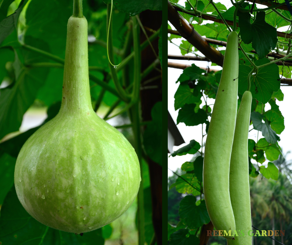 Nothing more cooling than Gourds! This summer beat the heat with Gourds ...