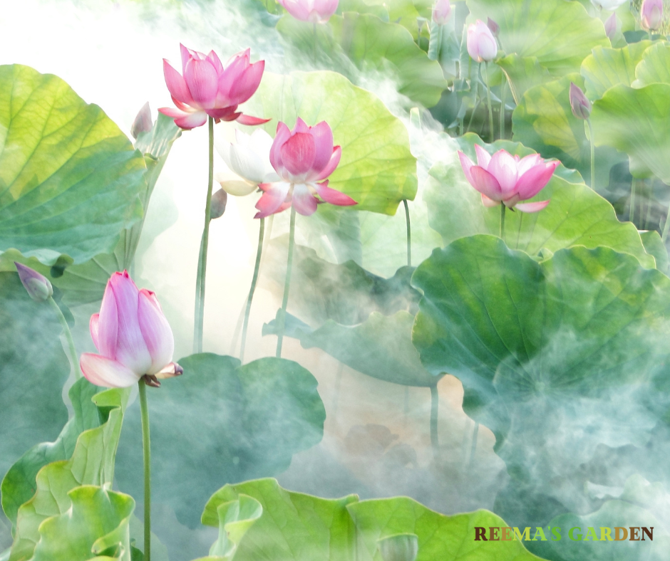 Cultivation of gorgeous and sacred flower – The Lotus – Reema's Garden