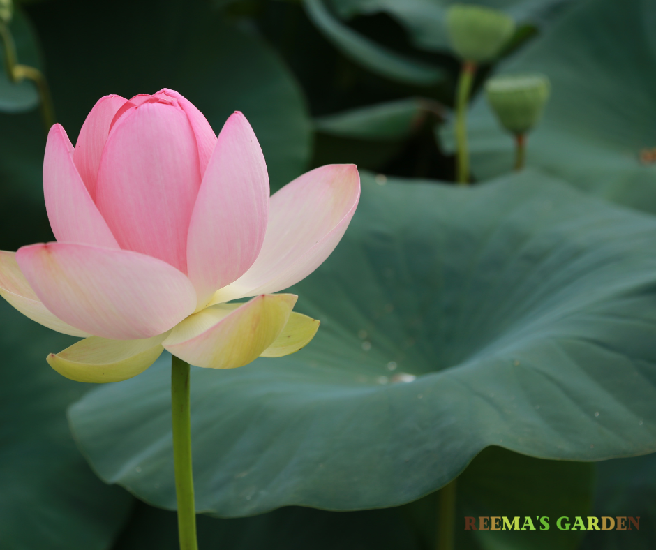Cultivation of gorgeous and sacred flower – The Lotus – Reema's Garden
